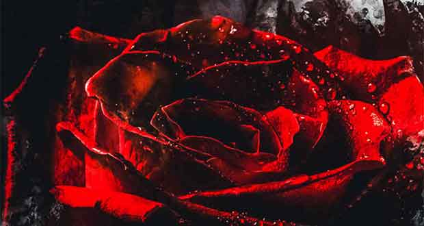Gratis eBook-Tipp: "Rose in the Darkness", ein romantischer Thriller ...